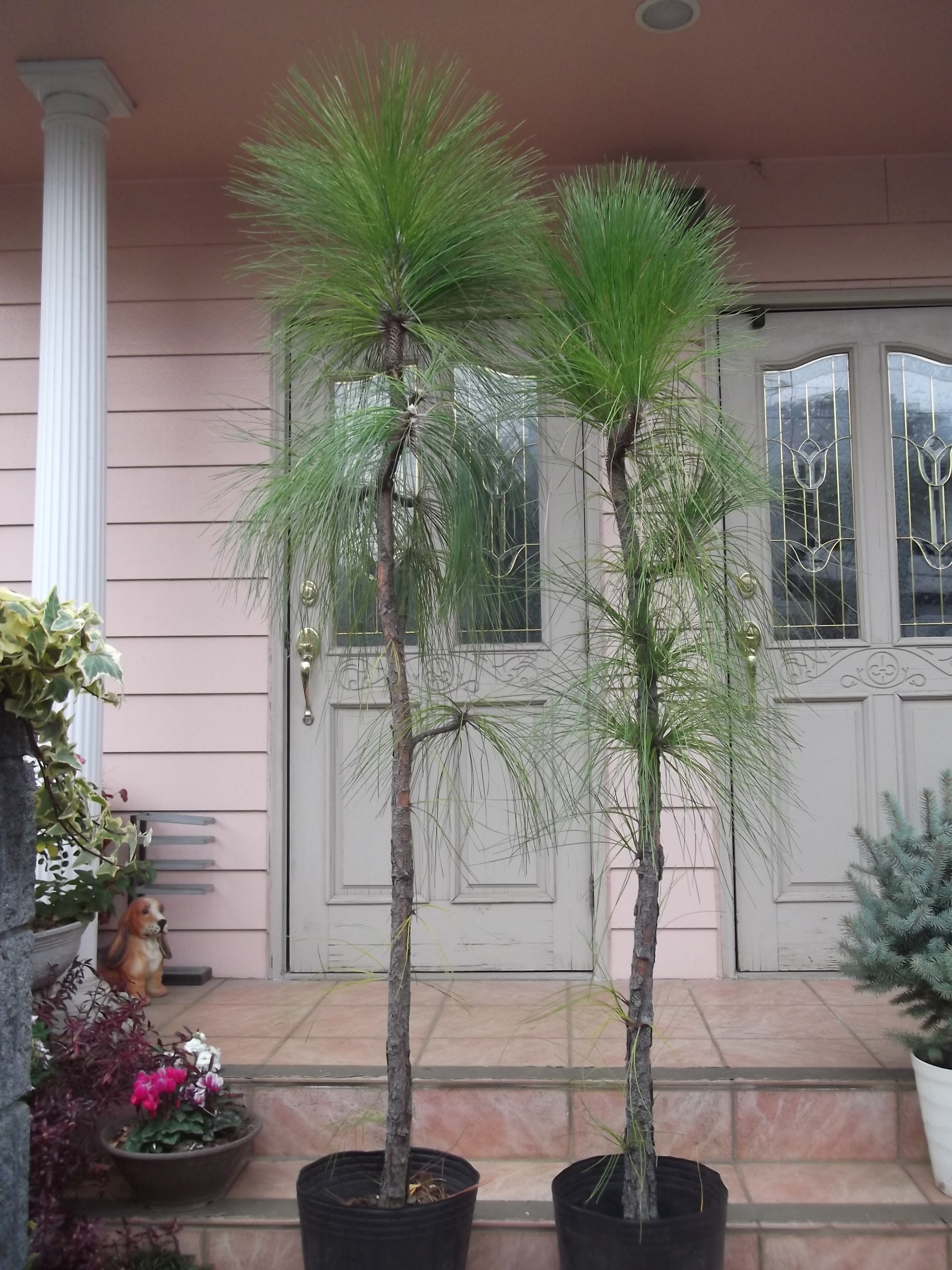 大王松 - ポプシーシルバーリーフ