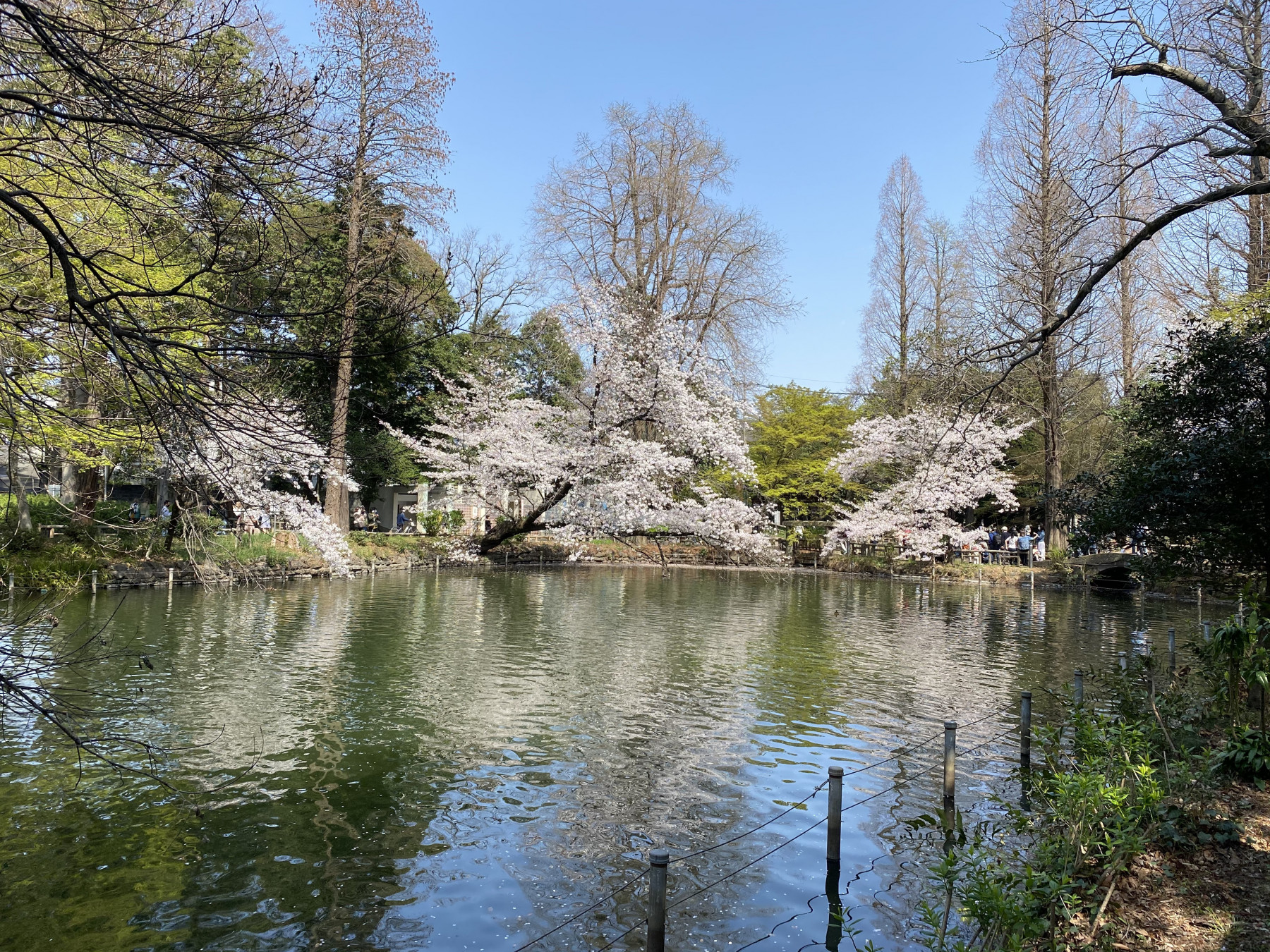 日本舞踊 上方舞 Kamigata-mai - わのこころ … 上方舞-友の会