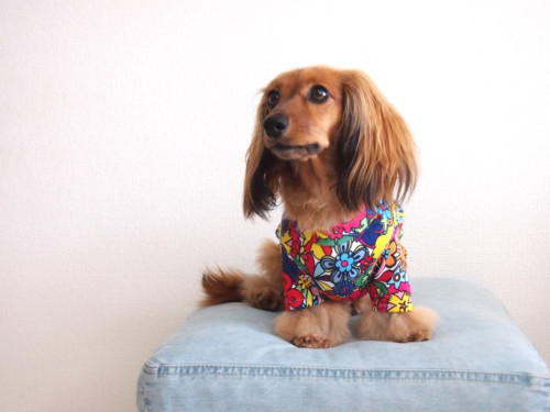 Chick＆Canは、 思い出の詰まった大切な服を愛犬のための特別なドッグウェアに仕立て直します