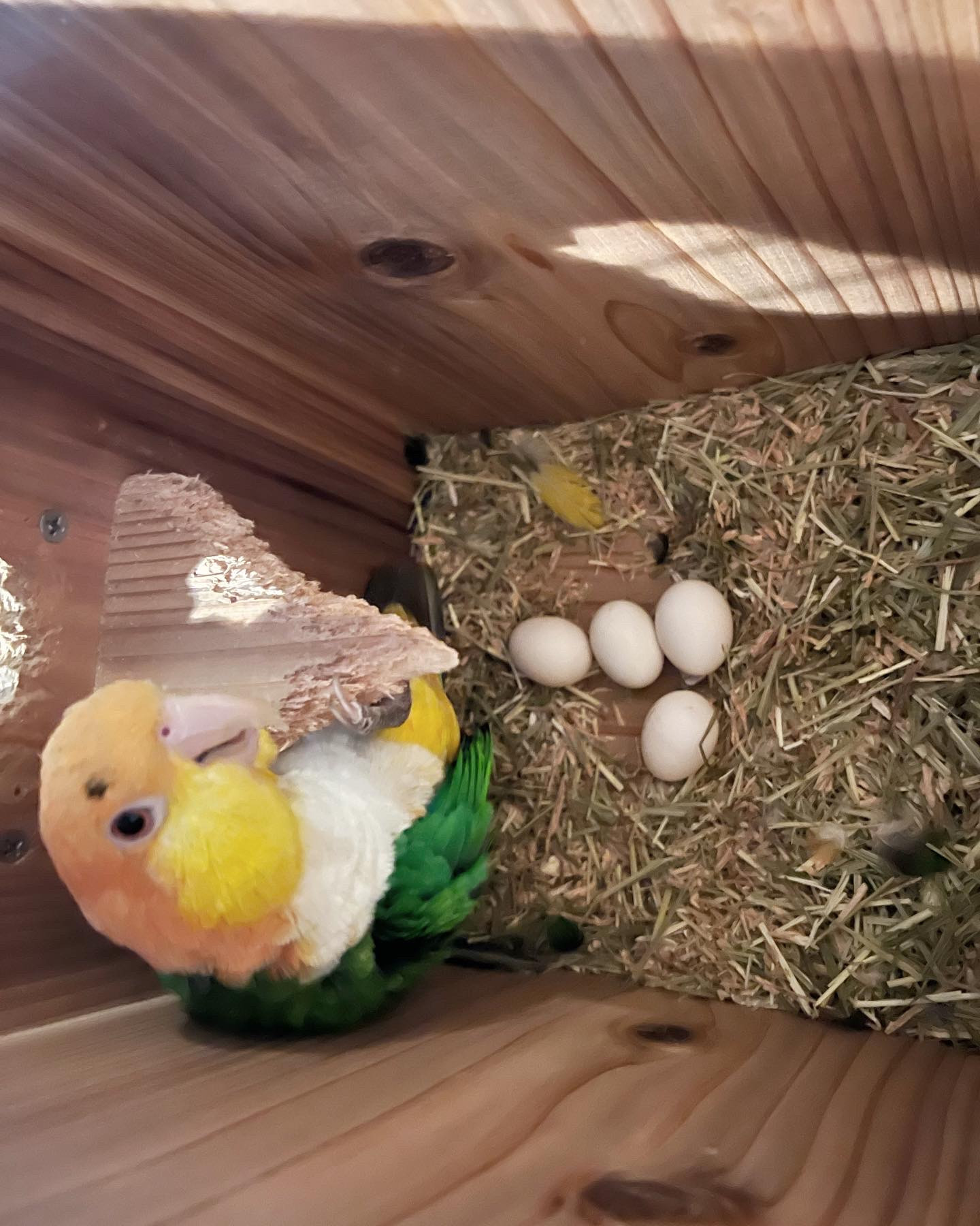 momo farm シロハラインコブリーダー
