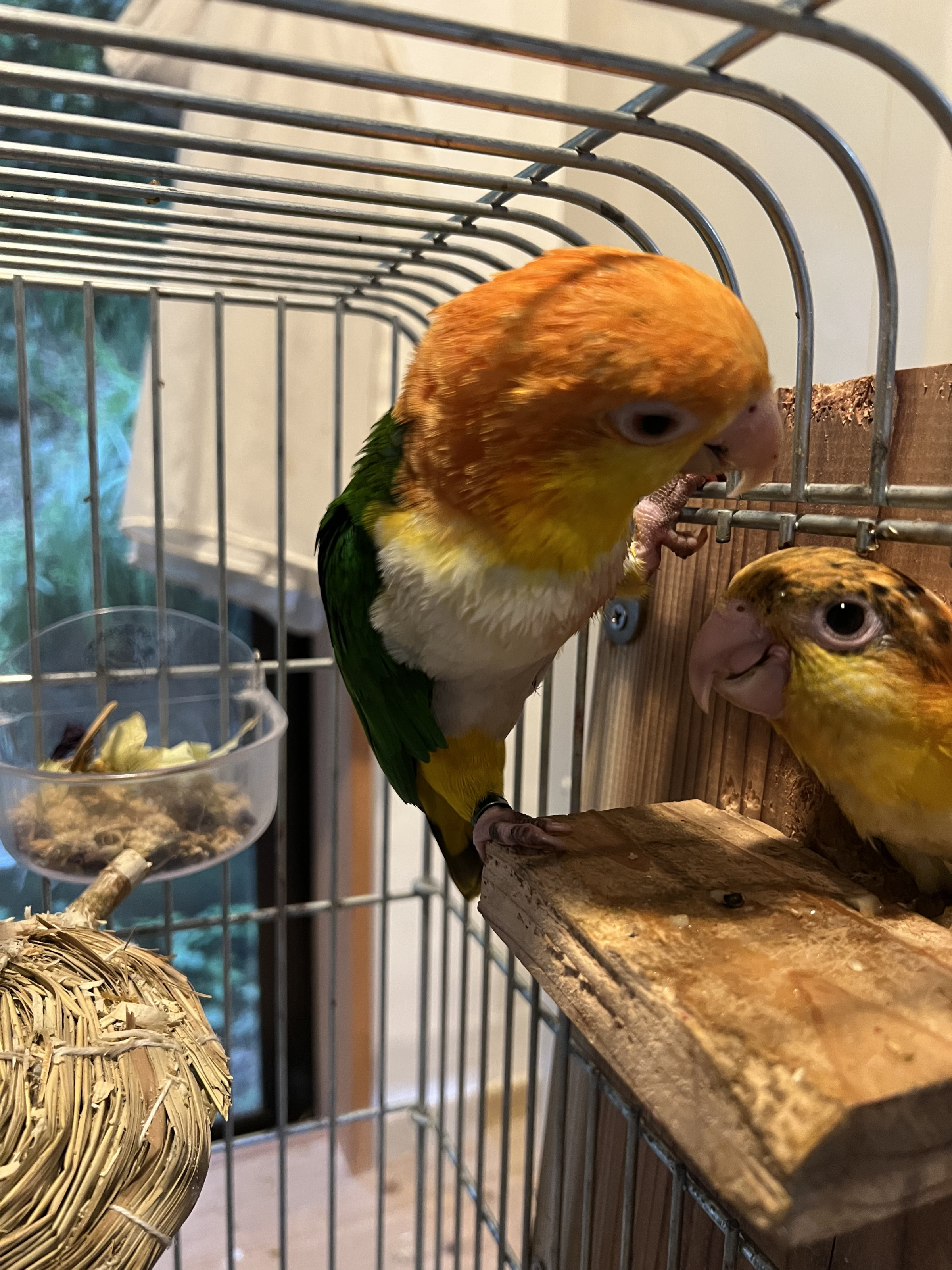 momo farm シロハラインコブリーダー