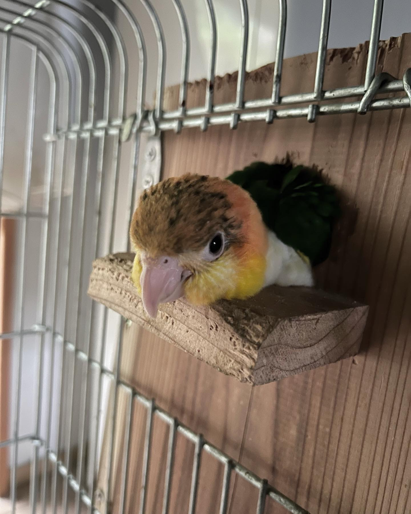 momo farm シロハラインコブリーダー