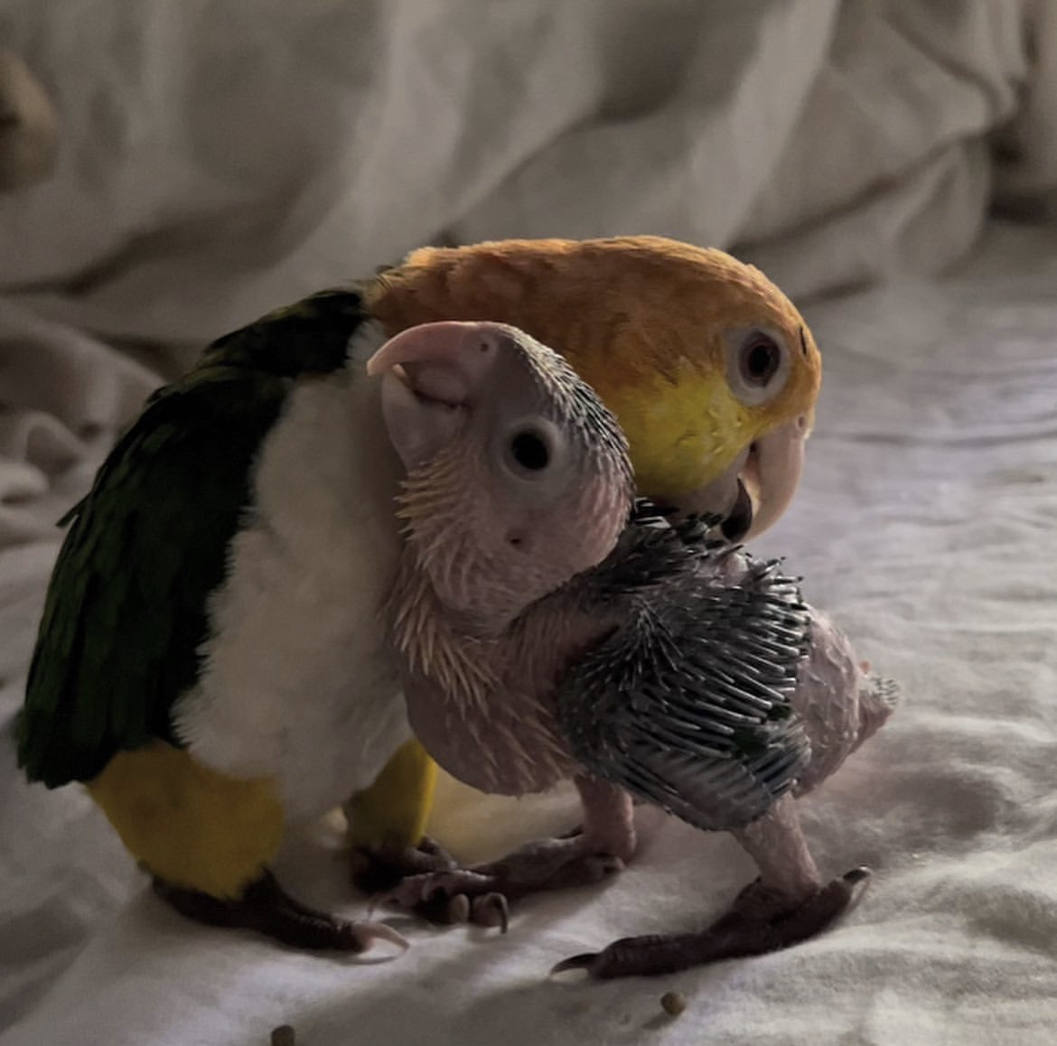 momo farm シロハラインコブリーダー