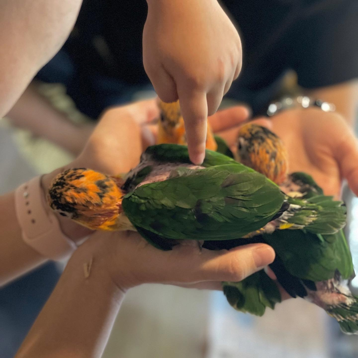 momo farm シロハラインコブリーダー