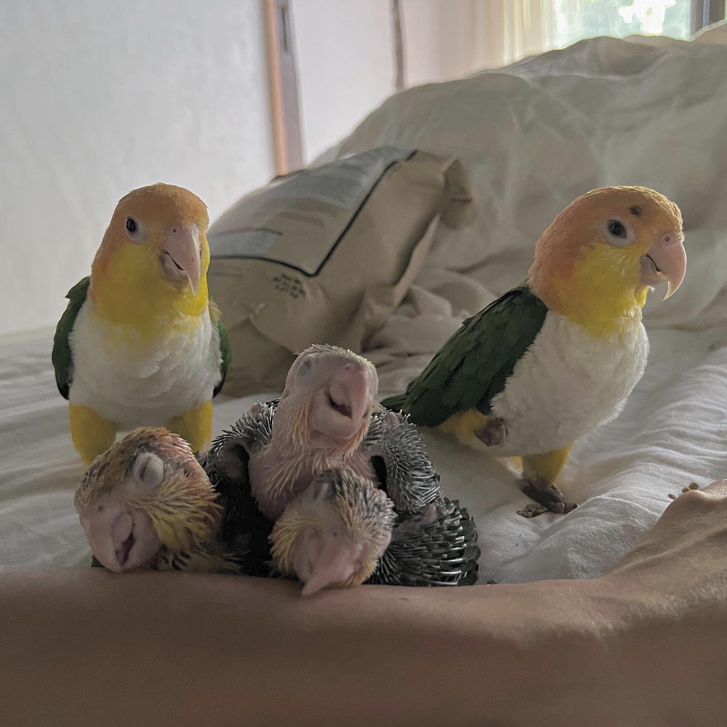 momo farm シロハラインコブリーダー