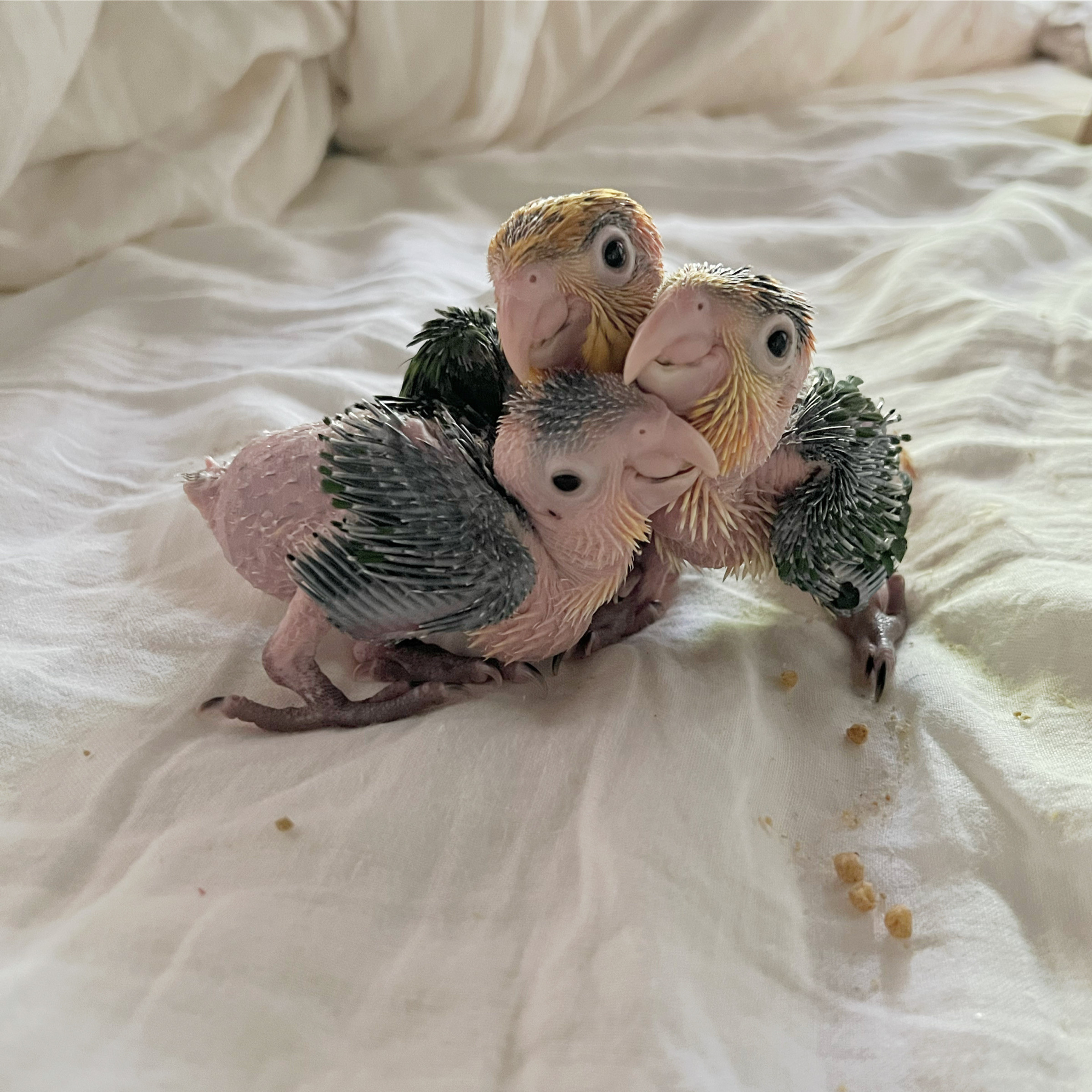 momo farm シロハラインコブリーダー