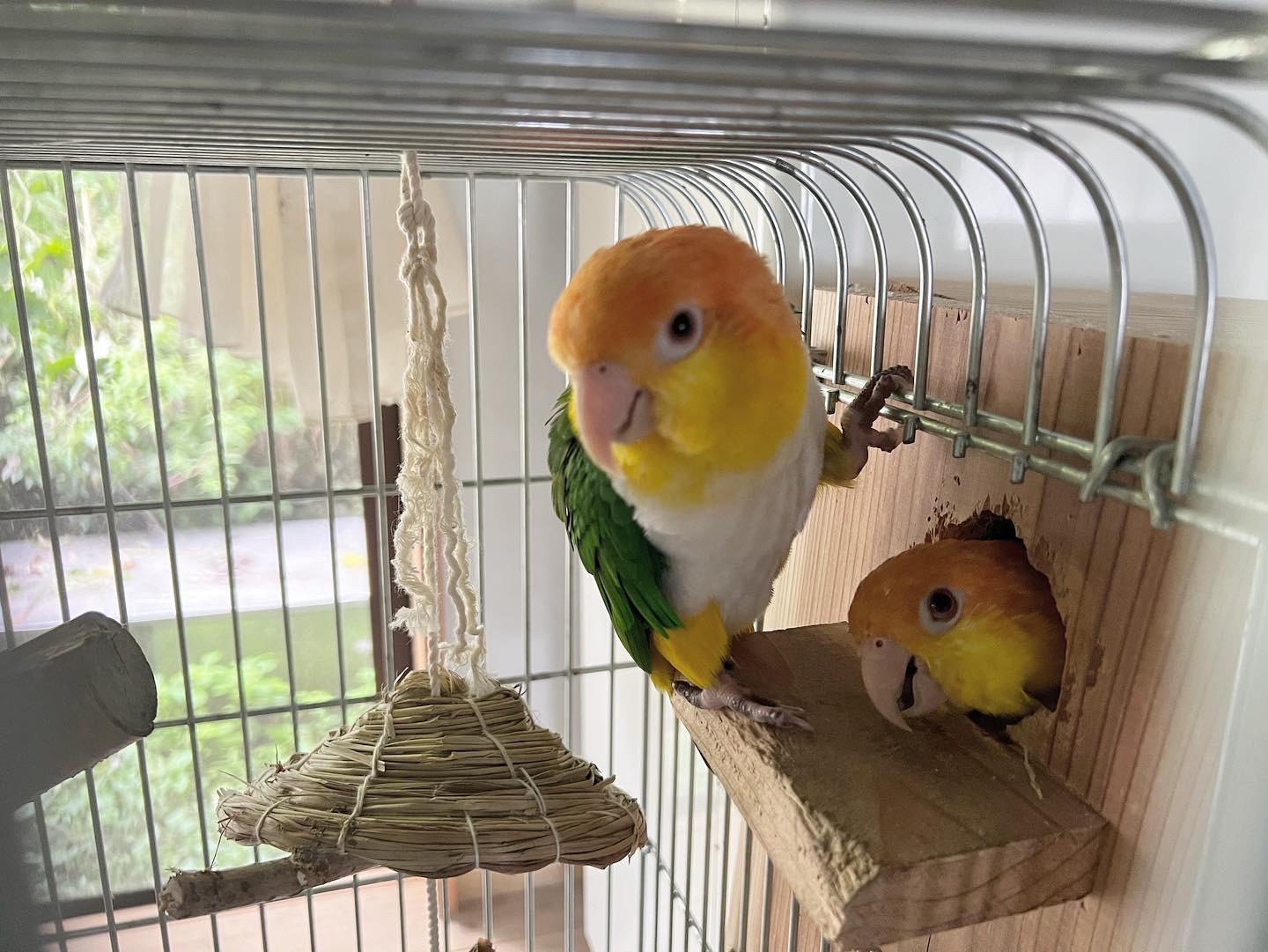 momo farm シロハラインコブリーダー