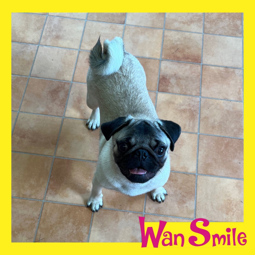 長門市のトリミングサロンWan Smile〜ワンスマイル〜長門市・萩市・美祢市