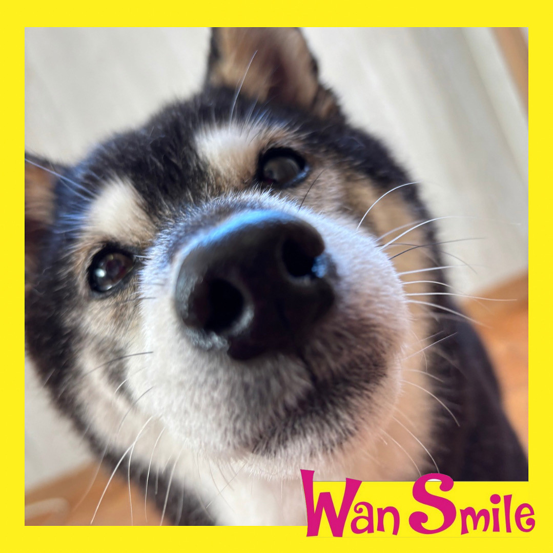 PHOTO - 長門市のトリミングサロンWan Smile〜ワンスマイル〜長門市・萩市・美祢市