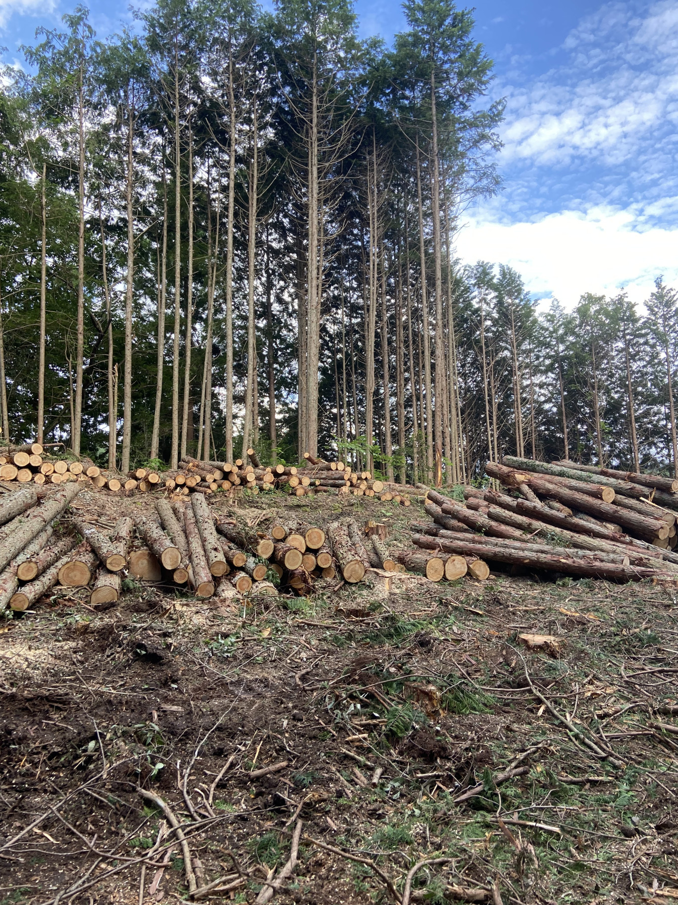 ランバージャック 林業