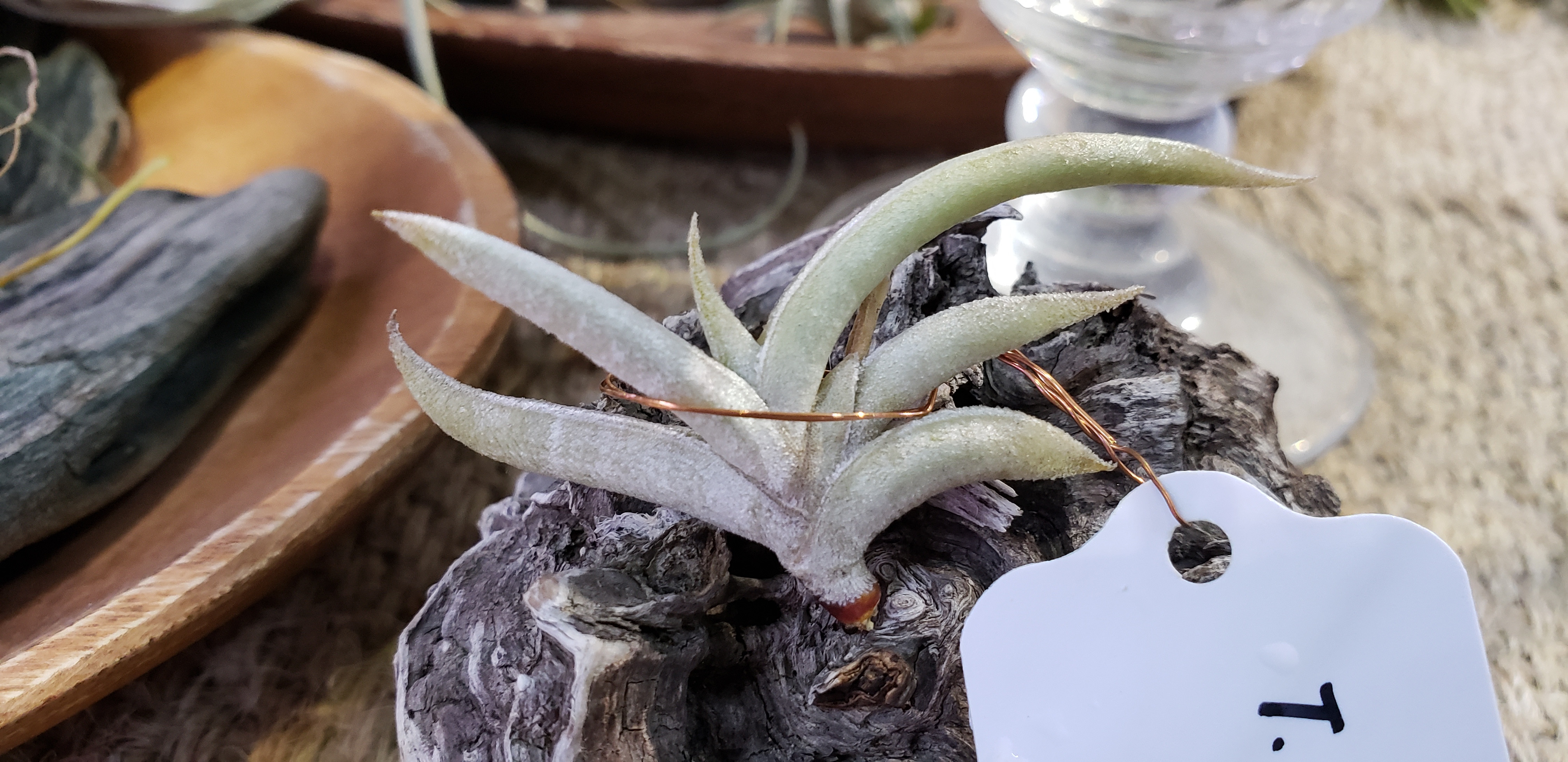  BROMELIADS 