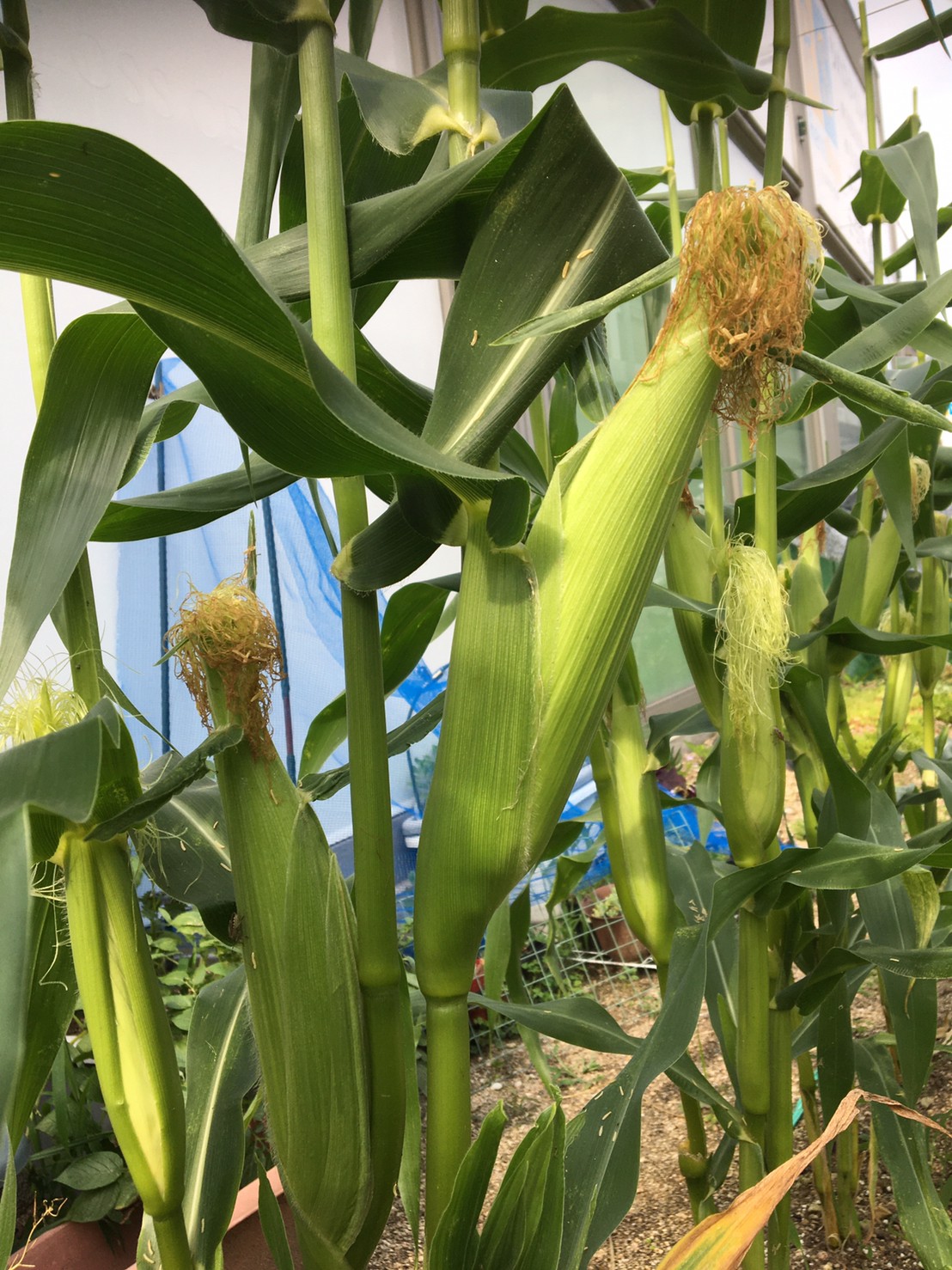 日記 > page 11 - リハスタイル リハスタイルぐんぐん 3BASE 3BASE幡多スタジオ 株式会社 ジラソルケア