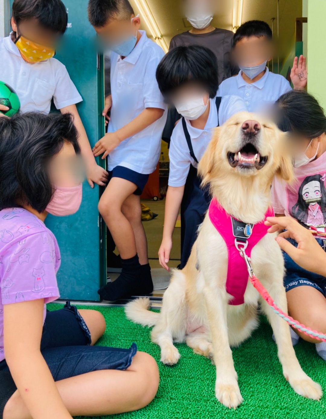 セラピードッグ - リハスタイル リハスタイルぐんぐん 3BASE 3BASE幡多スタジオ 株式会社 ジラソルケア