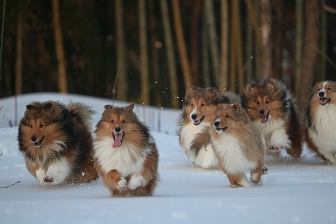 puppies - Snow Fairy Shelties