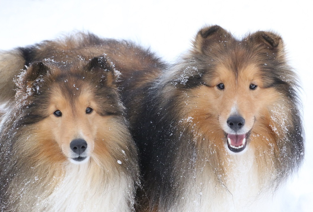 シェルティ専門犬舎 SNOW FAIRY 新潟