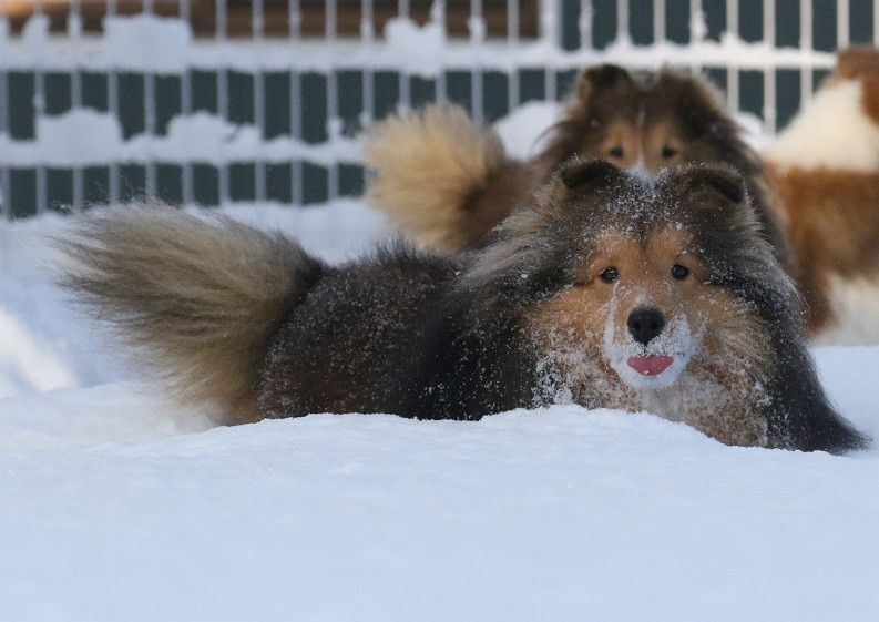 シェルティ専門犬舎 SNOW FAIRY 新潟