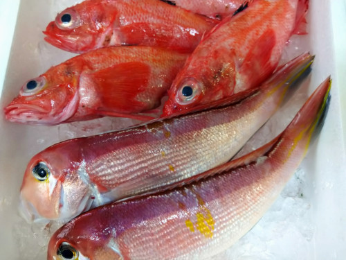 9月29日 - 高橋水産 三崎まぐろ
