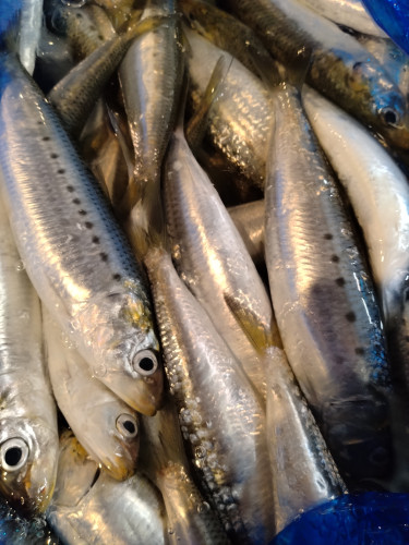 7月28日 - 高橋水産 三崎まぐろ